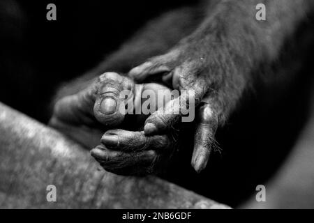 Hand and foot of a Sulawesi black-crested macaque (Macaca nigra) in ...