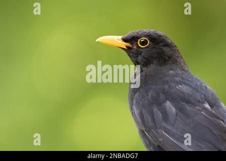 Blackbird [ Turdud merula ] Male bird on an old log with a mealworm in ...