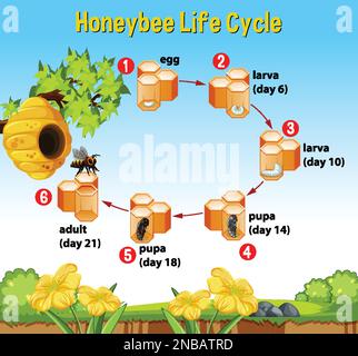 Honeybee life cycle diagram with explanation illustration Stock Vector ...
