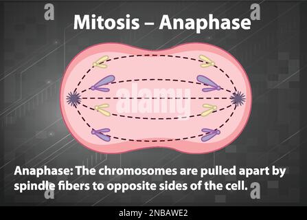 Process of mitosis metaphase with explanations illustration Stock Vector Image & Art - Alamy