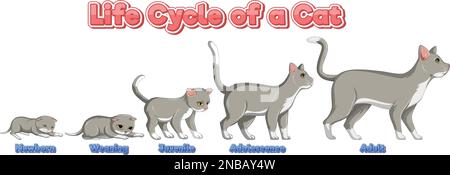 Science life cycle of cat illustration Stock Vector Image & Art - Alamy