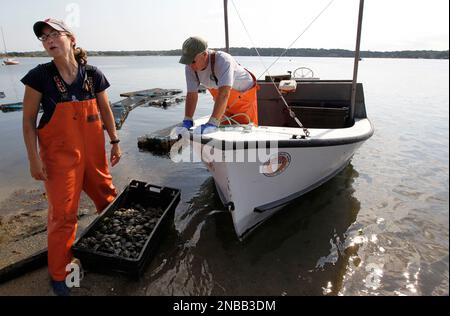 Tisbury, Mass., Shellfish Constable Danielle Ewart releases adult ...