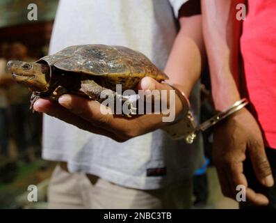 Malayan Box turtle Stock Photo - Alamy