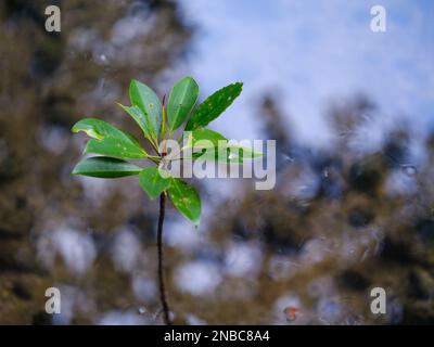 Sprout of Mangrove Stock Photo - Alamy