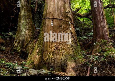 Sacred tree on mountain trail, old large cedar, Okumusashi mountains ...