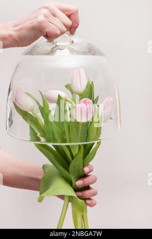 Female hands arranging pink tulips bouquet on wooden table, floristic ...