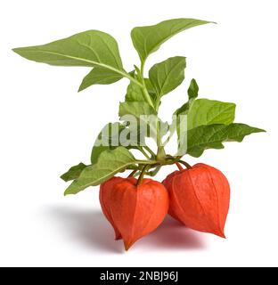 Alkekengi branch isolated on white background Stock Photo - Alamy