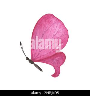 Magenta color light butterfly with detailed wings isolated on white ...