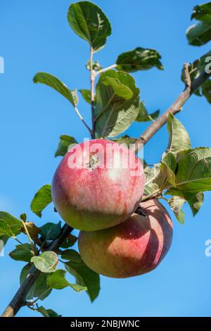 Malus domestica Howgate Wonder, late-season, heavy cropping, large ...
