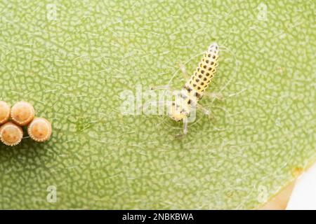 Fungus eating ladybug larva, Illeis galbula, Satara, Maharashtra, India ...