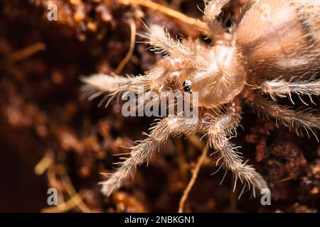 A baby tarantula in its habitat Stock Photo - Alamy