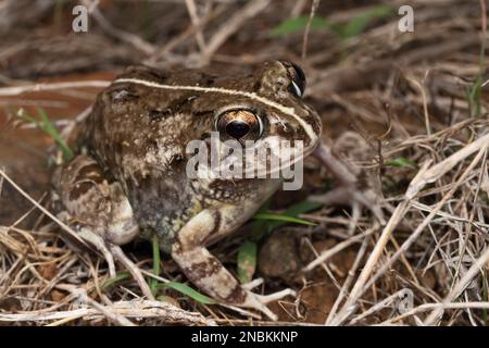 A beautiful closeup of a frog Stock Photo - Alamy