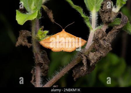 Leaf mimic Moth, Striglina scitaria, Pune, Maharashtra, India Stock ...