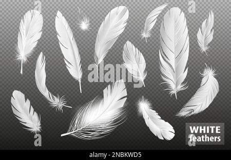 Color fluffy feathers vector realistic set isolated on transparent ...
