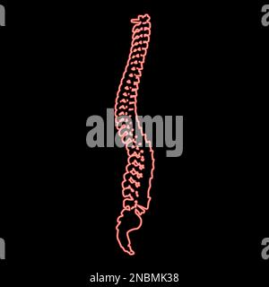 Neon spinal vertebral column spine backbone red color vector ...