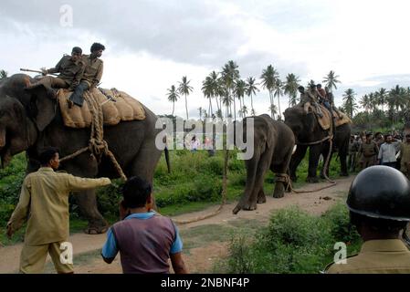 Mahouts use domesticated elephants to chain a tranquillized wild ...