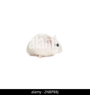 Cute funny pearl hamster on white background Stock Photo - Alamy