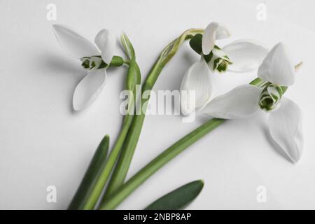 Beautiful snowdrops on light background Stock Photo - Alamy