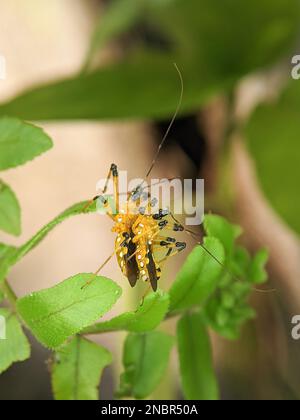Assassin bug Harpactorinae mating on a green leaf with blur background ...