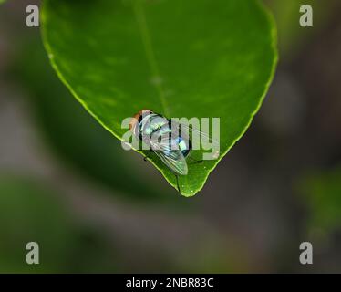 Lucilia sericata, known as Common green bottle fly, European green ...