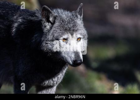 Potrait of a timberwolf family in the forest Stock Photo - Alamy