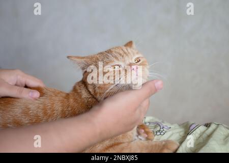 Ginger kitten likes being pets by male hand. Purebed british ...