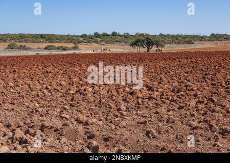 Red soil and so called Tree of Lovers in Cape Greco National Forest ...