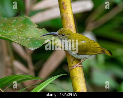 Gray-breasted spiderhunter, Arachnothera modesta, a bird in the forest ...