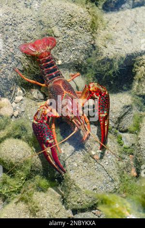 louisiana crawfish, imbersago, italy Stock Photo - Alamy