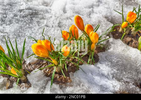 First spring yellow crocuses in the snow Stock Photo - Alamy