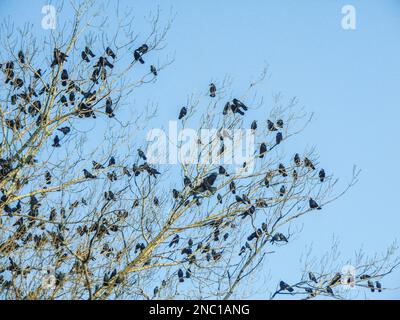 Crows in a tree in Romania Stock Photo - Alamy