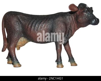 Black angus cow toy isolated on white Stock Photo - Alamy