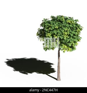 large tree with a shadow under it, isolated on white background, 3D ...