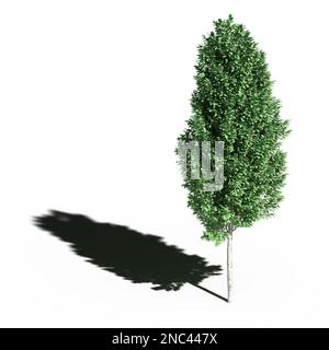 large tree with a shadow under it, isolated on white background, 3D ...