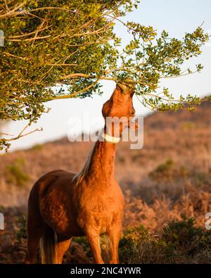 New Forest pony stretching upwards to reach the leaves on the lowest ...