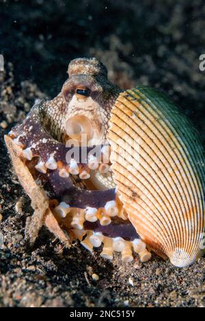 Veined Octopus, Amphioctopus marginatus, protecting itself in shell ...