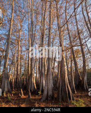 Fluted base of Pond Cypress trees in slough at Indian Lake State park ...
