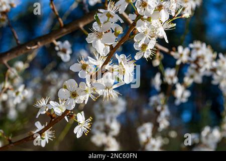 Cottage Gardens, plum tree flowers, Poland Stock Photo - Alamy