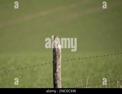 detailed close up of a Corn bunting (Emberiza calandra Stock Photo - Alamy