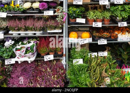 Flower shop florists autumn display in London England United Kingdom UK ...
