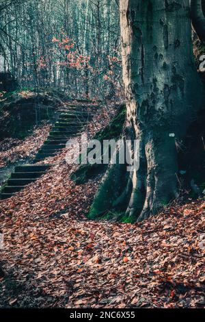 Spring morning in the Gdynia forest Stock Photo - Alamy