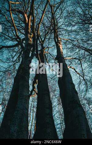 The Beautiful beeches forest in the winter. Beeches forest in the ...