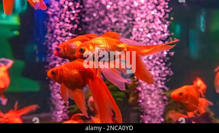 Freshwater aquarium fish, goldfish from Asia in aquarium Stock Photo ...