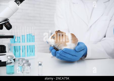 Scientist with guinea pig in chemical laboratory, closeup. Animal ...