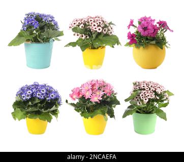 Collection of beautiful flowers in pots on white background Stock Photo ...