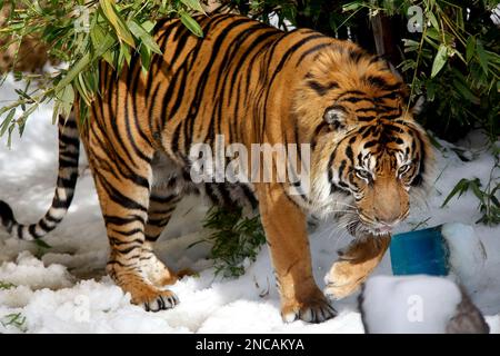 Manning a 12 year old Sumatran tiger licks on ice filled with meat in ...