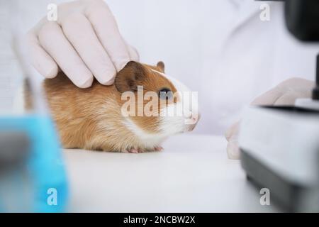Scientist with guinea pig in chemical laboratory, closeup. Animal ...