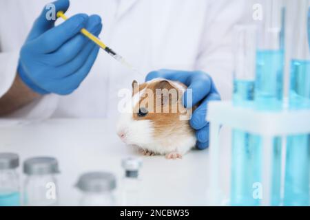 Scientist with syringe and guinea pig in chemical laboratory, closeup ...