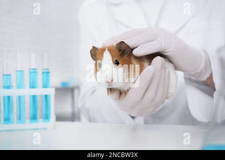 Scientist with guinea pig in chemical laboratory, closeup. Animal ...