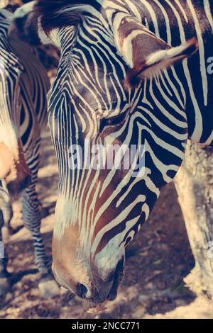 A vertical closeup of a zebra on the farmland Stock Photo - Alamy
